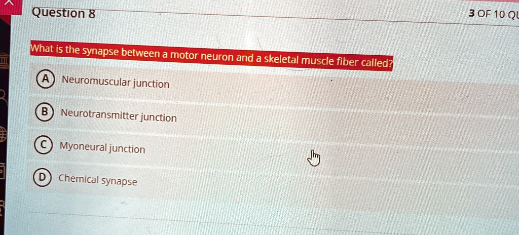 Question 8 What is the synapse between a motor neuron and a skeletal muscle fiber called? A ...