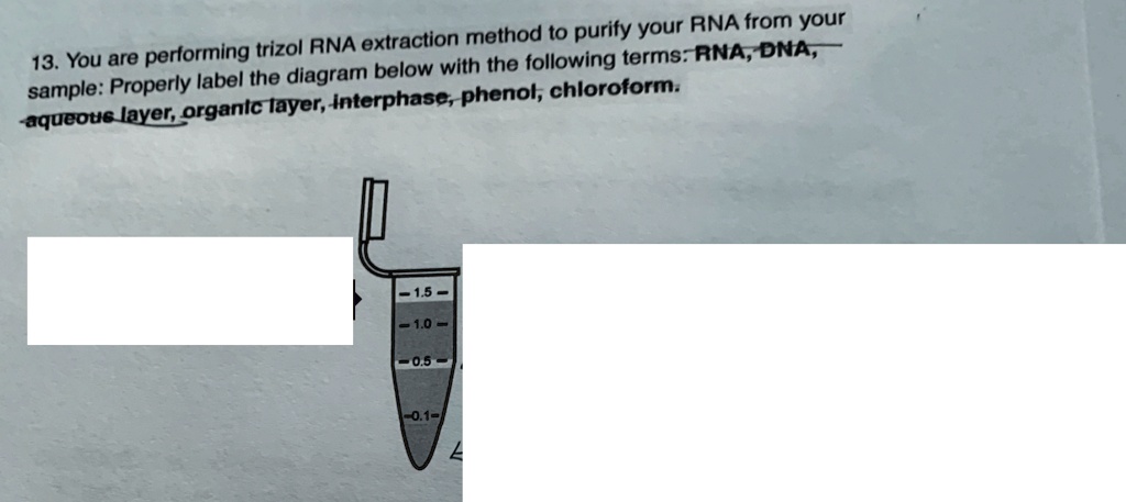 SOLVED: Method to purify your RNA from your DNA. You are performing ...