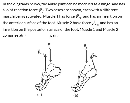 SOLVED: In the diagrams below, the ankle joint can be modeled as a ...