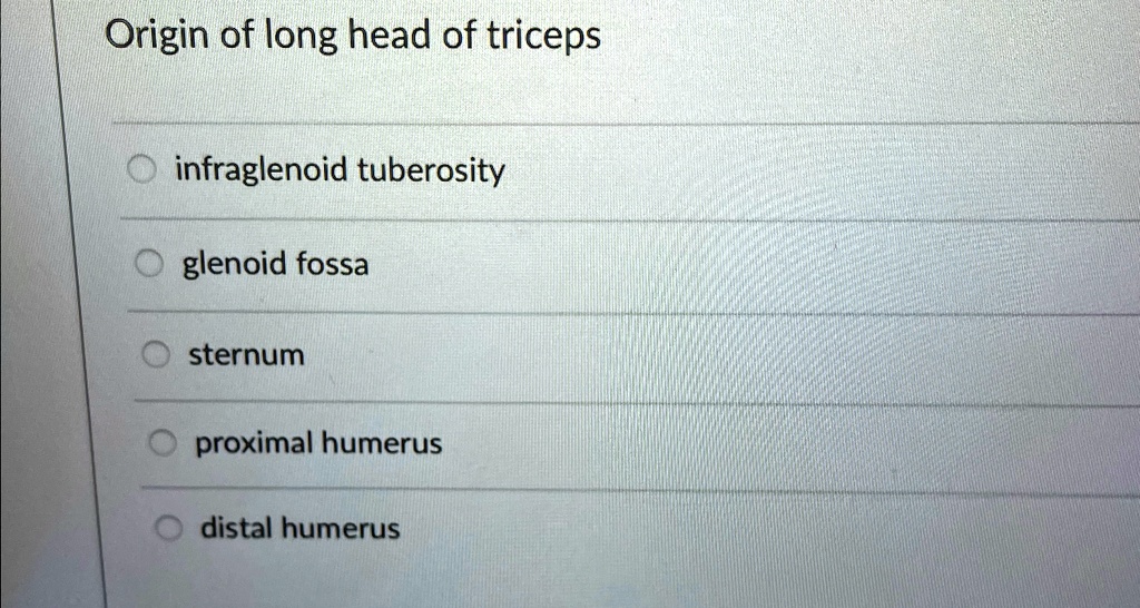 origin of long head of triceps infraglenoid tuberosity glenoid fossa ...