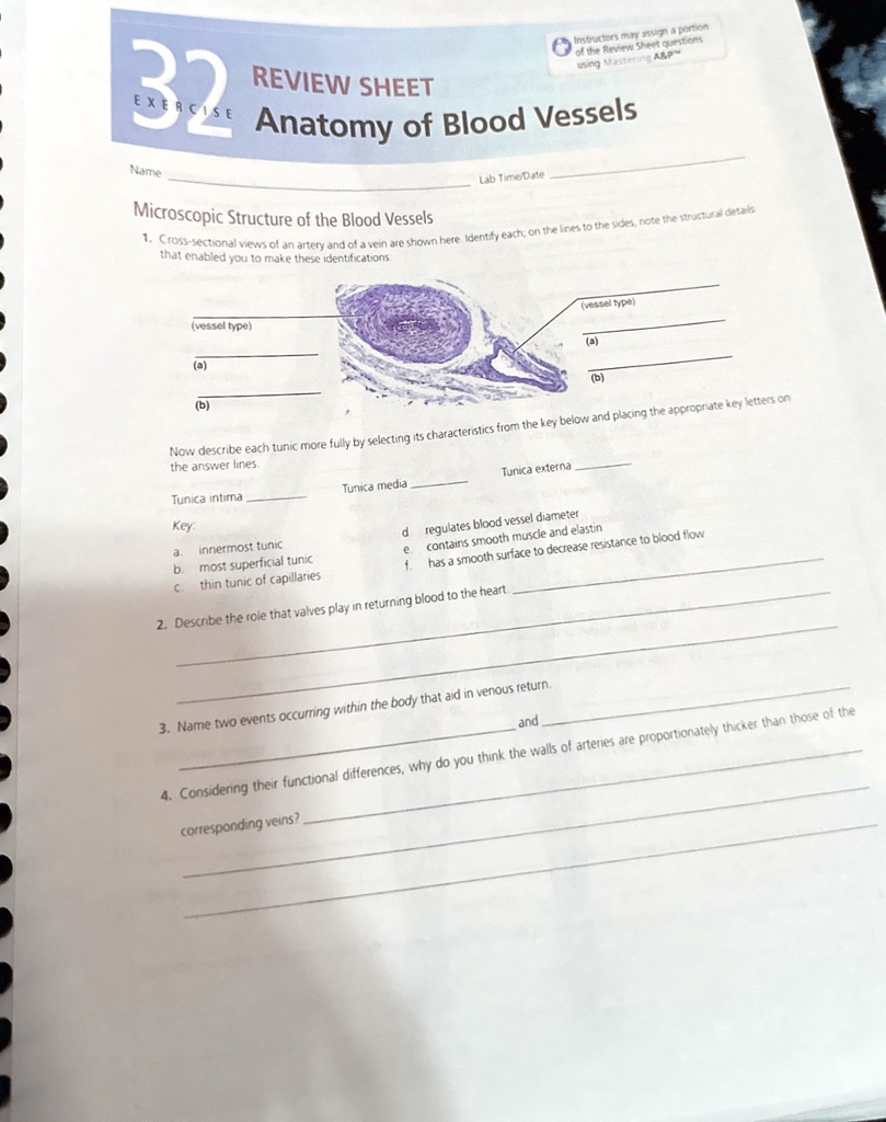 32 review sheet exercise anatomy of blood vessels name lab timedate ...