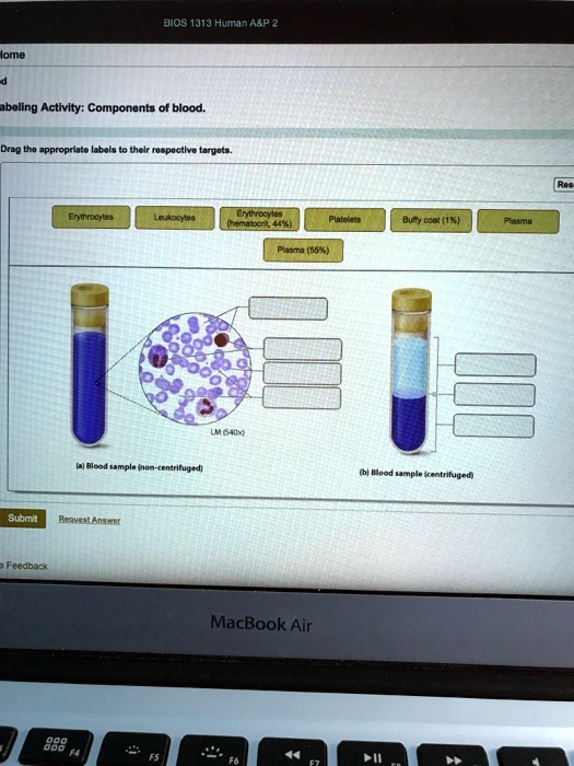 BIOS 1313 Human A P 2 Home d abeling Activity: Components of blood ...