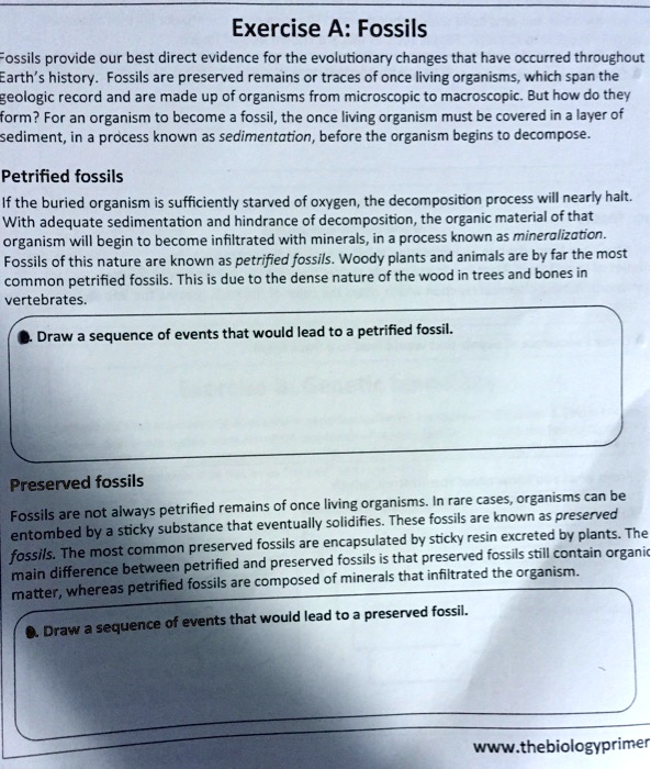 Exercise A: Fossils Fossils provide our best direct evidence for the ...