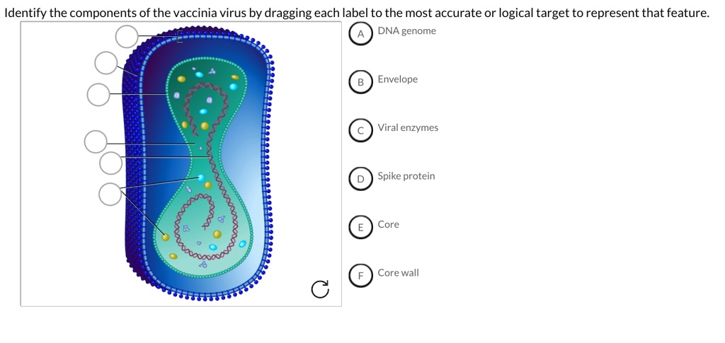 SOLVED: Identify the components of the vaccinia virus by dragging each ...