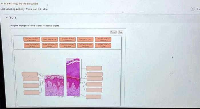 Lab 3 Histology and the Integument Art-Labeling Activity:...