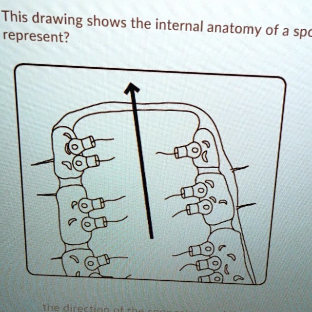 SOLVED: This drawing shows the internal anatomy of a sponge. What does ...