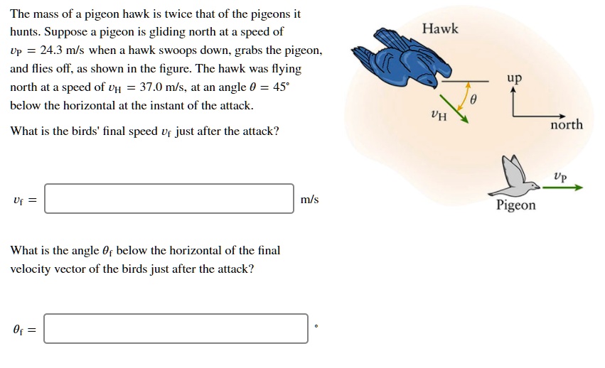 SOLVED: The mass of a pigeon hawk is twice that of the pigeons it hunts ...