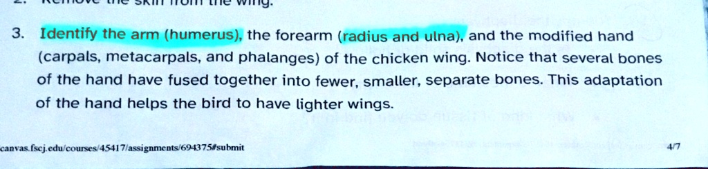 3. Identify the arm (humerus), the forearm (radius and ulna), and the ...