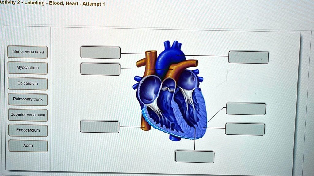 Activity 2 - Labeling - Blood, Heart - Activity 2 - Labeling - Blood ...