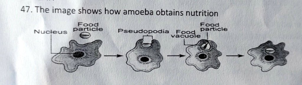 47. The image shows how amoeba obtains nutrition Nucleus Food particle ...