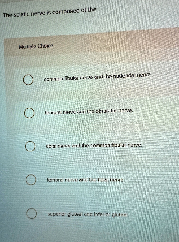 The sciatic nerve is composed of the Multiple Choice common fibular nerve and the pudendal nerve ...
