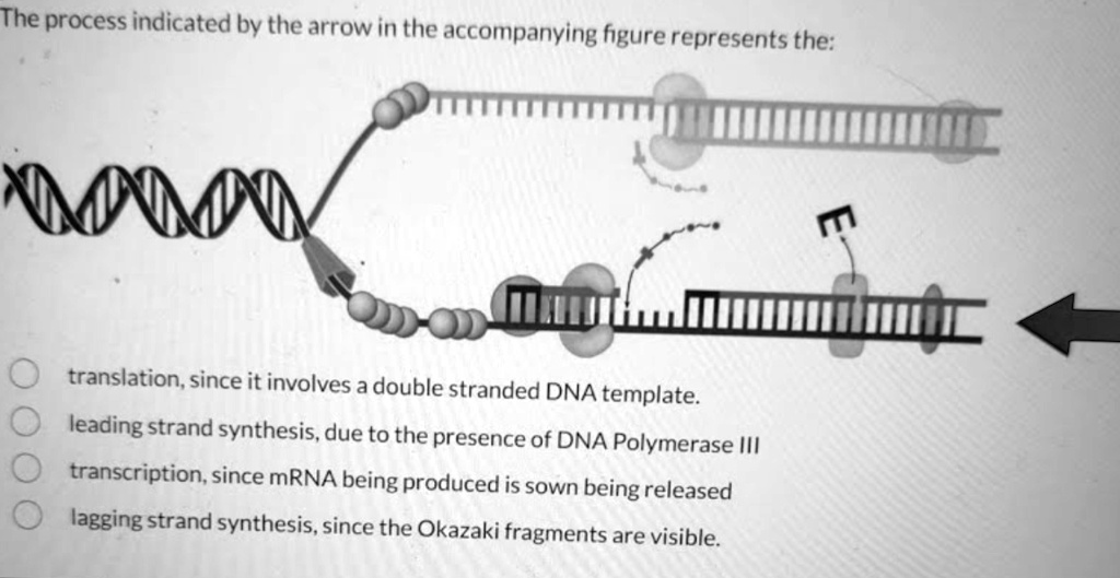the process indicated by the arrow in the accompanying figure ...