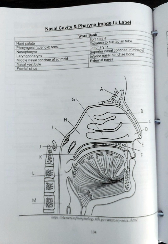 Text: Label each Histological term with the letter and where it is ...