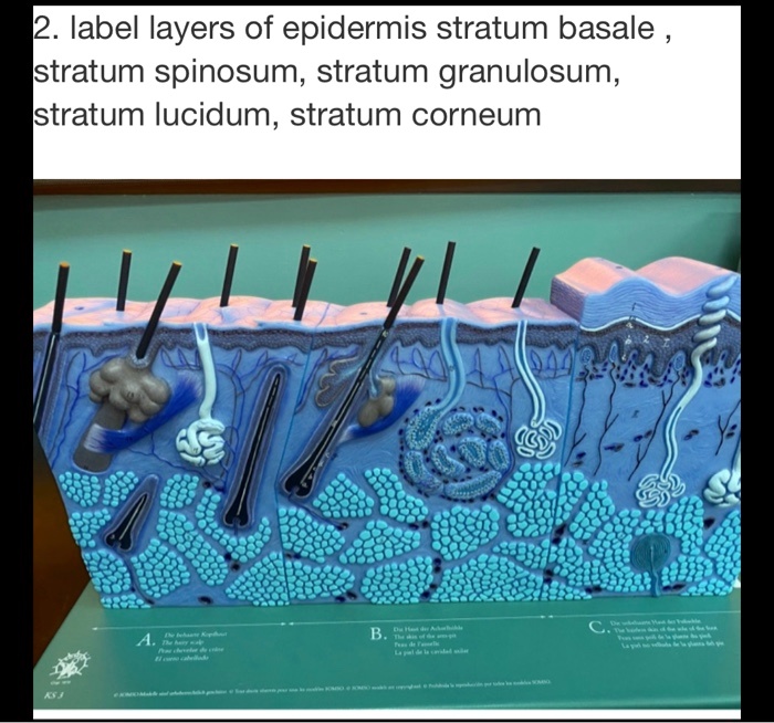 SOLVED: 2. label layers of epidermis: stratum basale, stratum spinosum ...