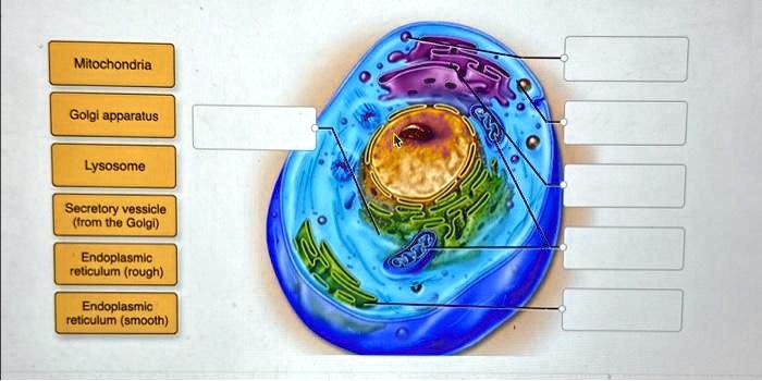 Mitochondria Golgi apparatus Lysosome Secretory vesicle (from the Golgi ...