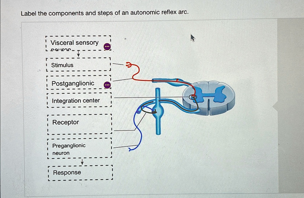 Label The Components And Steps Of An Autonomic Reflex Arc Visceral
