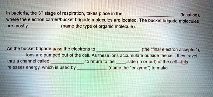 In bacteria, the 3rd stage of respiration, takes place in the (location ...