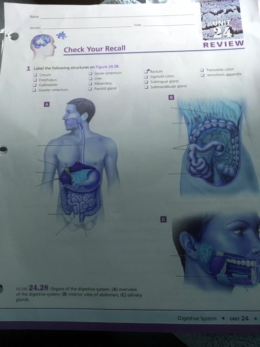 Name Section Check Your Recall Date 1 Label the following structures on Figure 24.28. ? Cecum ...