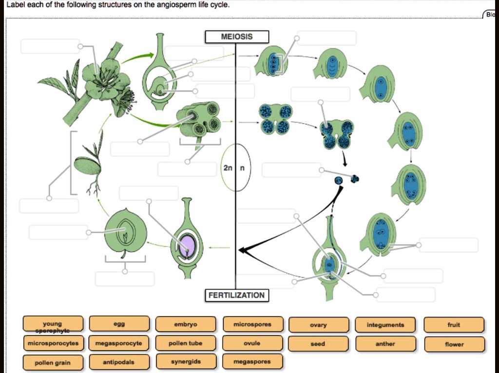 SOLVED: Label each of the following structures on the angiosperm life ...
