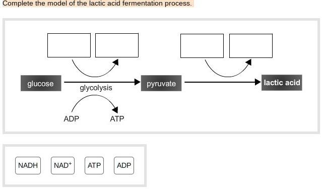 Complete the model of the lactic acid fermentation process. glucose ...
