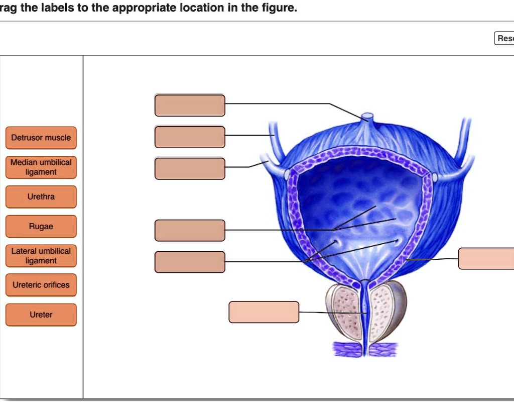rag the labels to the appropriate location in the figure. Detrusor ...