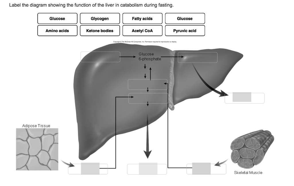 SOLVED: Label the diagram showing the function of the liver in ...