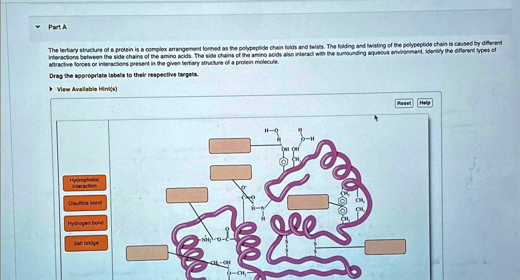 SOLVED: Part A The tertiary structure of a protein is a complex ...