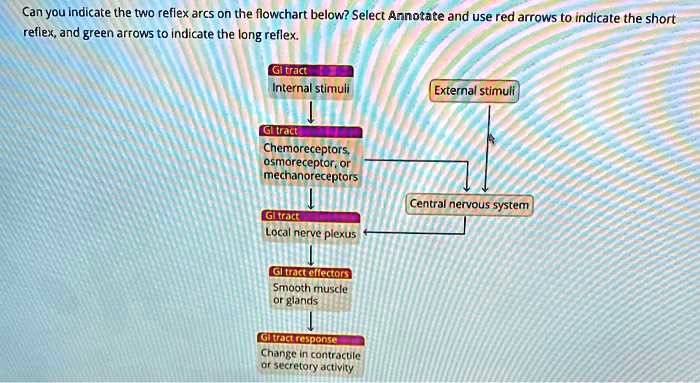 Can you indicate the two reflex arcs on the flowchart below? Select ...