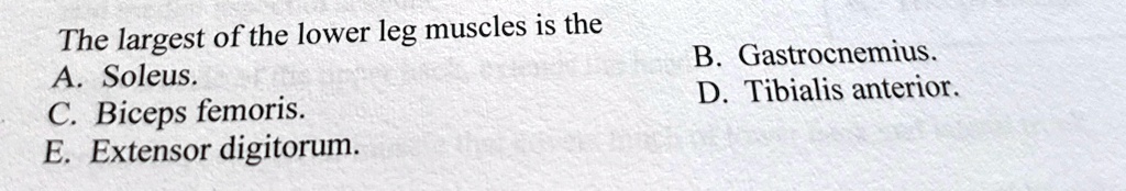The largest of the lower leg muscles is the A. Soleus. C. Biceps ...