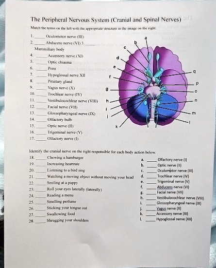 the peripheral nervous system cranial and spinal nerves match the terms ...