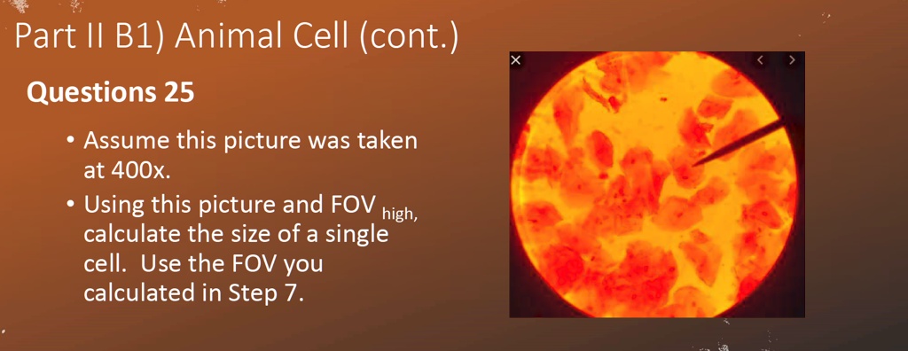 SOLVED: Part IIl B1) Animal Cell (cont:) Questions 25 Assume this ...