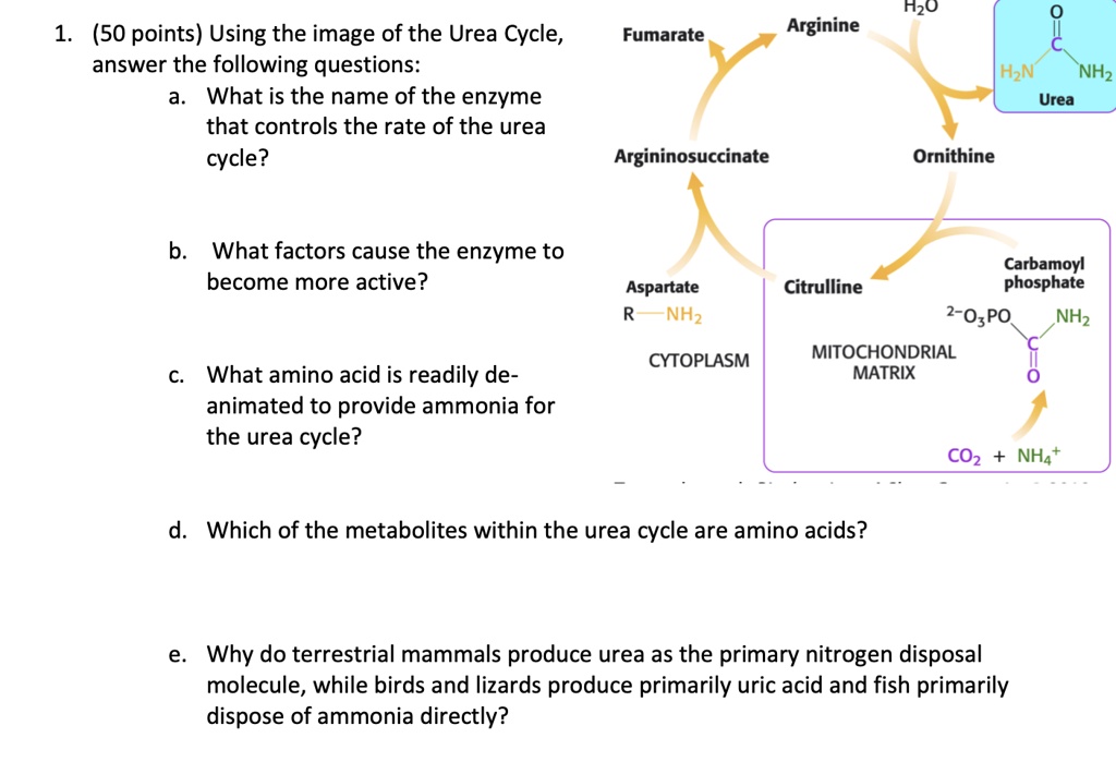 SOLVED: H2O 1. (50 points) Using the image of the Urea Cycle, answer ...