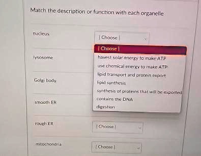 SOLVED: Match the description or function with each organelle: nucleus ...