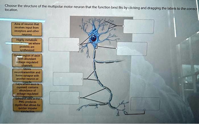 Choose the structure of the multipolar motor neuron that the function ...