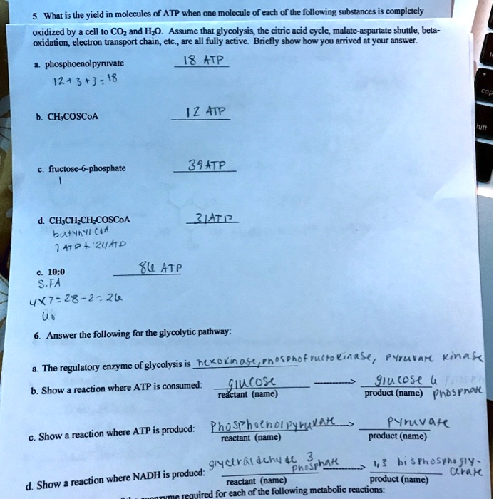 SOLVED: What is the yield in molecules of ATP when one molecule of each ...
