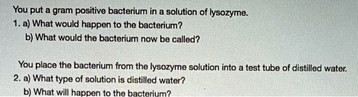 SOLVED: You put a gram positive bacterium in & solution of lysozyme 1 ...