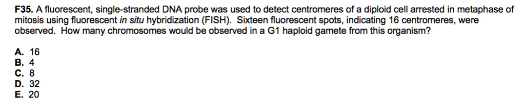 SOLVED: F35. A fluorescent, single-stranded DNA probe was used to ...
