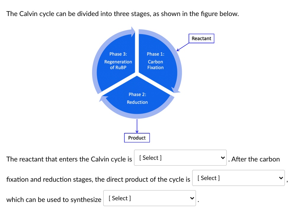 SOLVED: The Calvin cycle can be divided into three stages, as shown in ...