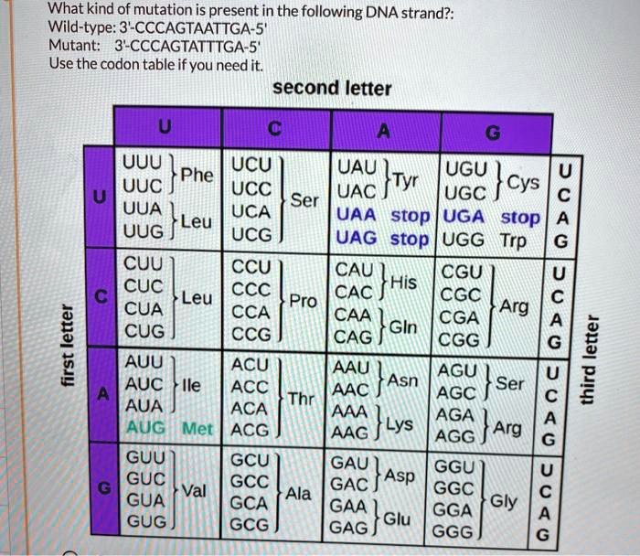 SOLVED: What kind of mutation is present in the following DNA strand ...