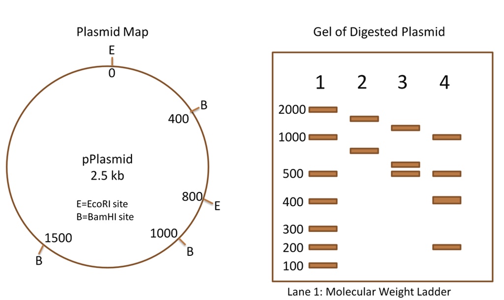Plasmid Map E 0 pPlasmid 2.5 kb E=EcoRI site B=BamHI site 1500 B 400 800 E 1000 B Gel of ...