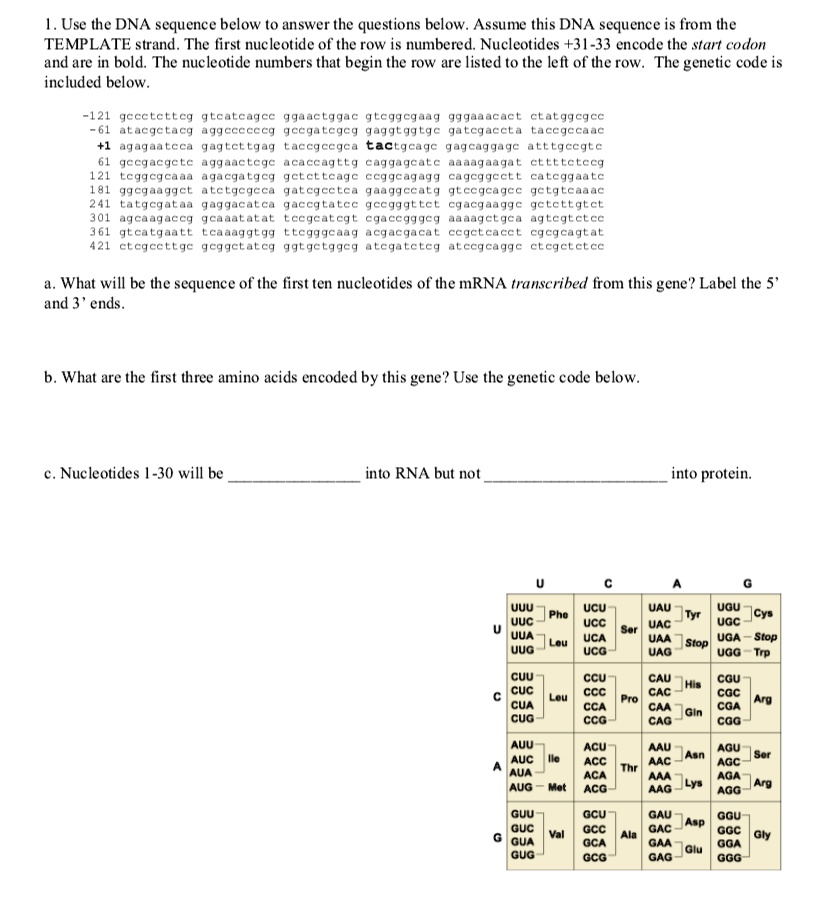 SOLVED: Use the DNA sequence below t0 answer the questions below. Assume this DNA sequence is ...