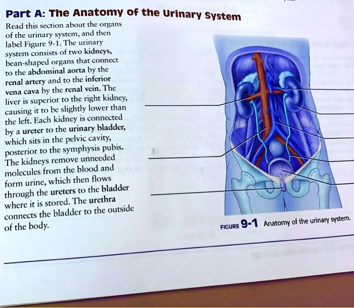 Part A: The Anatomy of the Urinary System Read this section about the organs of the urinary ...