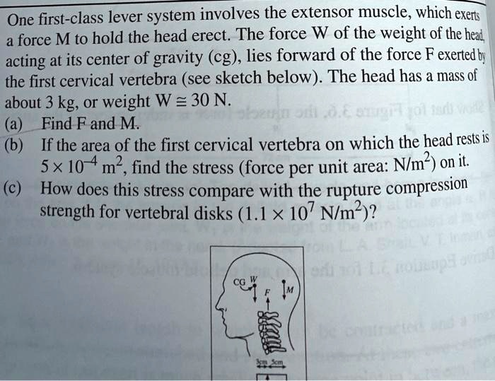 One first-class lever system involves the extensor muscle, which exerts ...