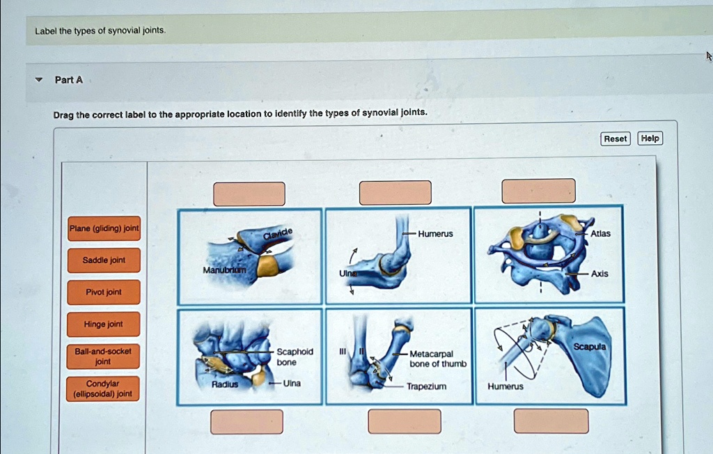 Label the types of synovial joints. ? Part A Drag the correct label to ...