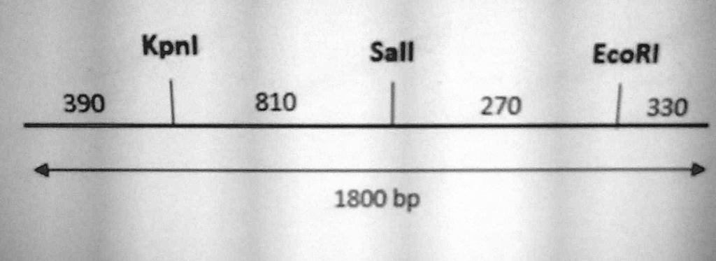 SOLVED: See the restriction enzymes map below. The total DNA length is ...