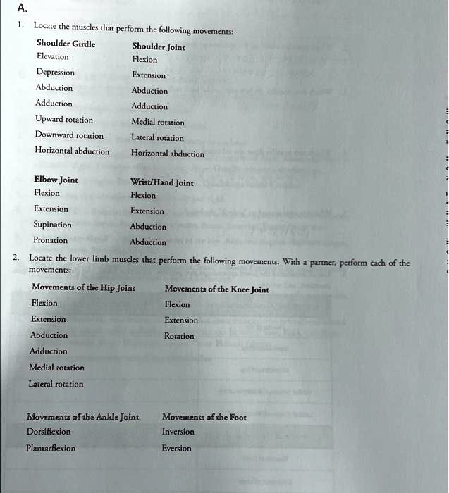 SOLVED: A. 1. Locate the muscles that perform the following movements ...