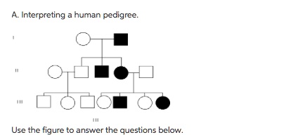 SOLVED: Interpreting human pedigree Use the figure answerthe questions ...