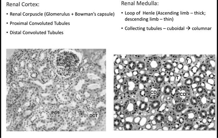 Renal Cortex: • Renal Corpuscle (Glomerulus + Bowman's capsule ...