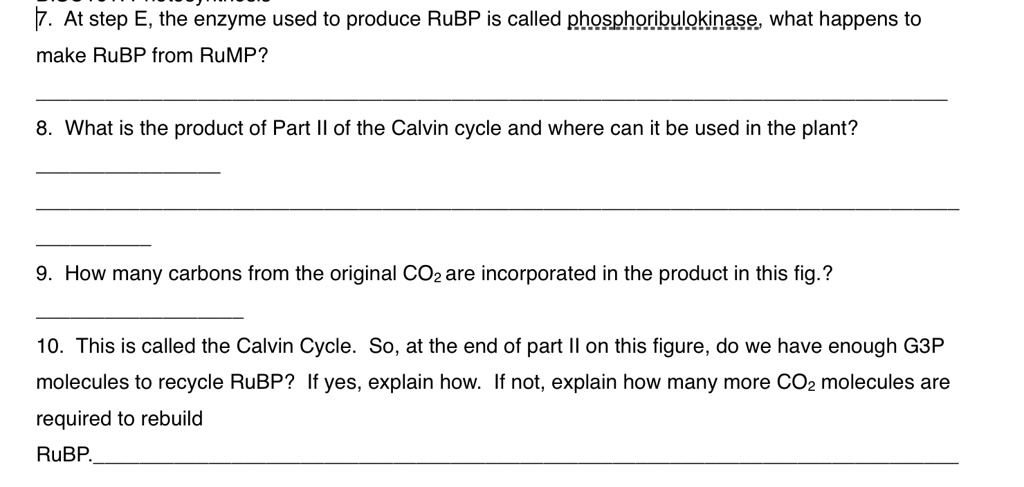 SOLVED: At step E, the enzyme used to produce RuBP is called ...