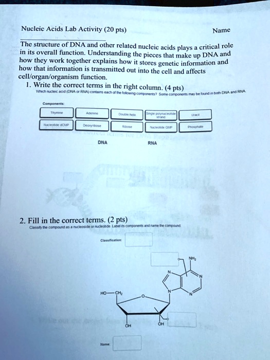 Nucleic Acids Lab Activity (20 pts) Name The structure of DNA and other ...
